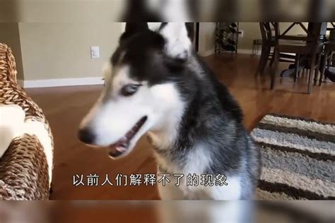 狗狗突然朝一个方向狂叫，而你却什么都看不到？这是什么原因？