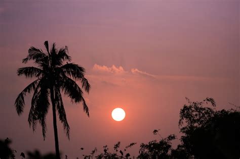 Premium Photo Silhouette Coconut Tree And Sunset Sky Background