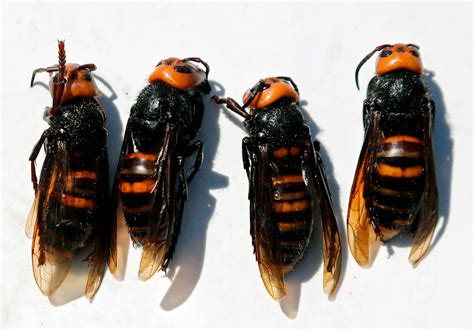 Hornets
