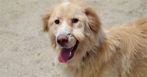 L uomo spara al suo cane perché era sempre troppo felice