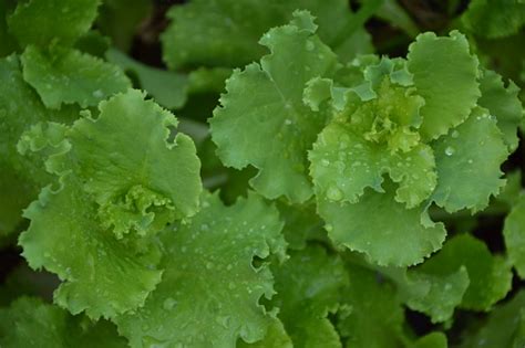 Lettuce Salad In The Countryside Garden Green Salad Leaves Young