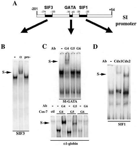 Interaction Of Nuclear Extracts Of Mouse Adult Intestinal Epithelial