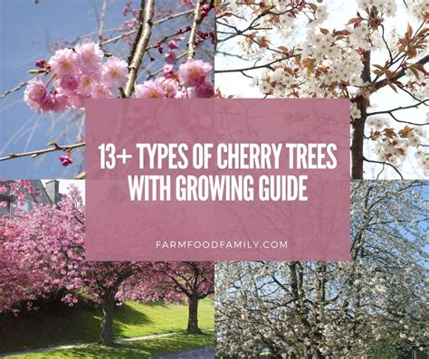 The Different Types Of Cherry Trees At Katrina Bates Blog