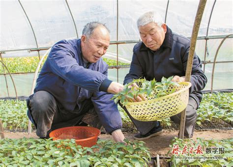 春日育苗 启东日报