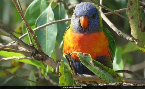Scientists Stunned After Finding Sex Reversal In Wild Birds Like Kookaburras And Lorikeets