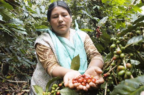 El Valor De Las Ventas Externas De Café Crece Un 52 Hasta Julio