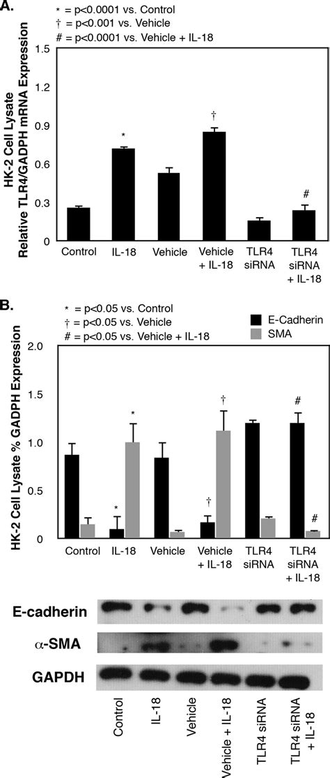 ap 1 activity and tlr4 expression in hk 2 cells exposed to c jun and