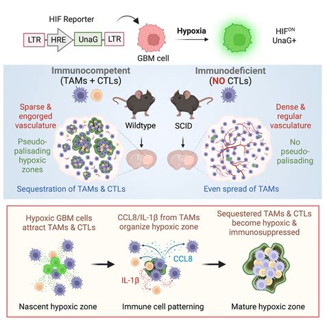 Hypoxic Niches Attract And Sequester Tumor Associated Macrophages And