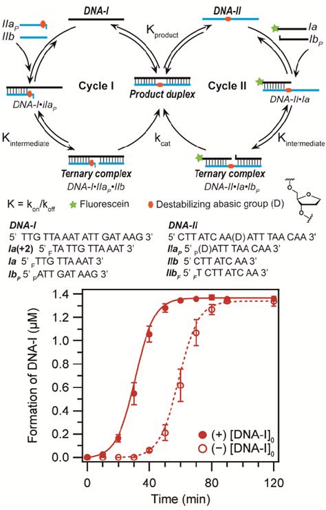 Self Replication Of Dna I By Lesion Induced Dna Amplification Lida Download Scientific
