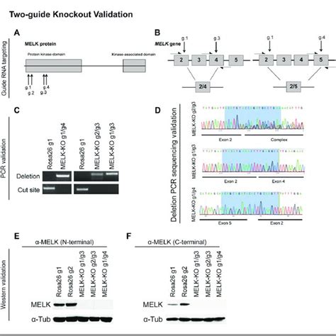 Two Guide Knockout Validation A Schematic Illustrating The Domain Download Scientific