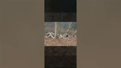 초봄의 장성호 Youtube