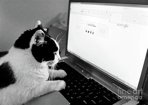 Computer Cat Photograph By Andee Design Pixels