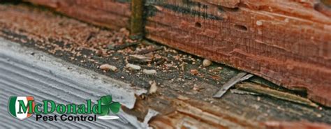 What Does Termite Damage Look Like Mcdonald Pest Control
