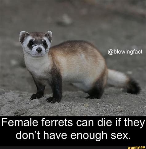 Female Ferrets Blowingfact Female Ferrets Can Die If They Dont Have