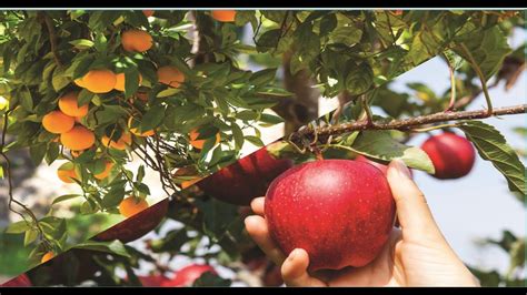 من جد وجد ومن زرع حصد Youtube