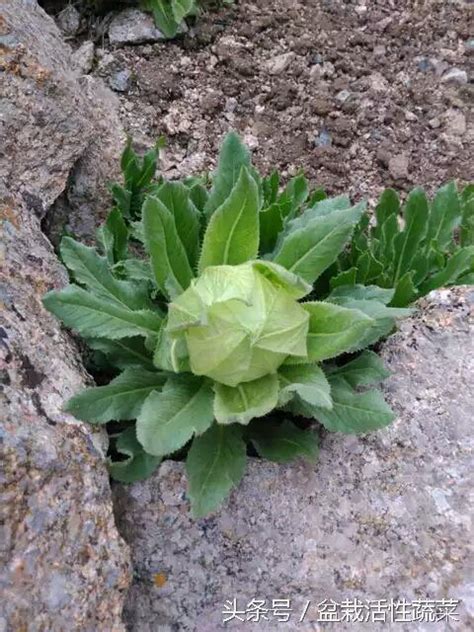 冰山上拍到雪蓮花開全過程，雪蓮，聖潔的美麗 每日頭條