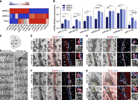 Mir 17∼92 Exerts Stage Specific Effects In Adult V Svz Neural Stem Cell