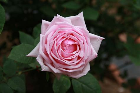 18 Variedades De Rosa Para O Seu Jardim Natureza TudoPorEmail