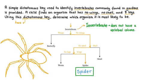 Dichotomous Key Examples 7th Grade Dichotomous Key Maker Dichotomous