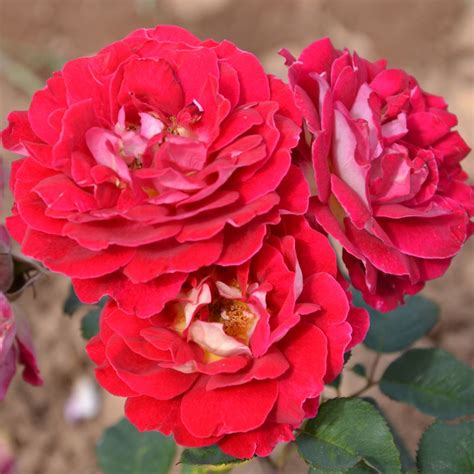 Generosa Guy Darmet Rose Repeat Flowering Shrub Rose