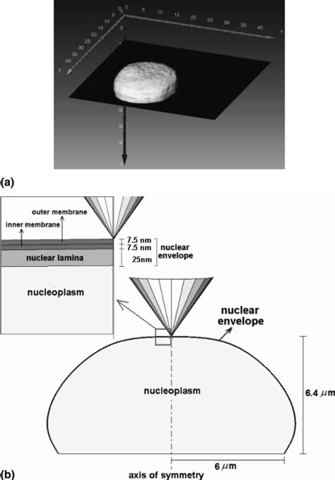 A Two Photon Microscope Image Of An Isolated Nucleus Extracted From Download Scientific