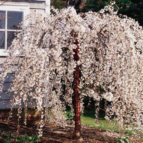 8 Weeping Trees And Conifers Ideas Weeping Trees Shrubs Trees To Plant