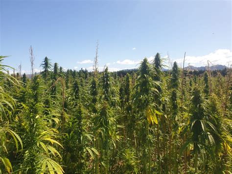 Effective Benefits Of Growing Hemp HempInIndia