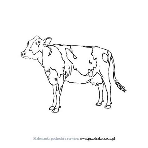 Krowa Kolorowanka Cielak Cow Koe Kolorowanki Dzieci Druku Vaca Colorir