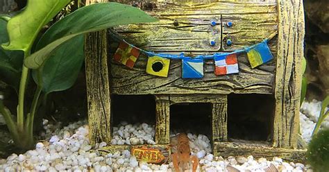 Real Life Krusty Krab Album On Imgur