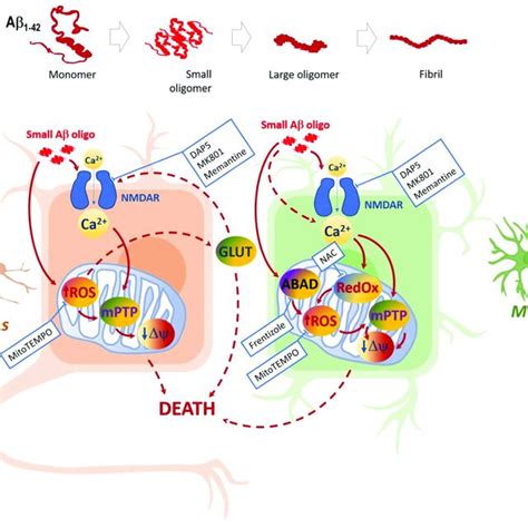 Aggregation States Of Aβ 1 42 Peptide A And Schematic Representation Download Scientific