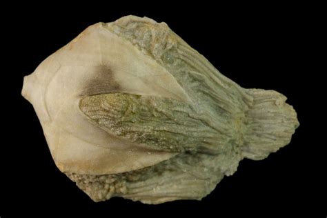 89 Blastoid Pentremites Fossil With Brachioles Illinois 135588 For Sale