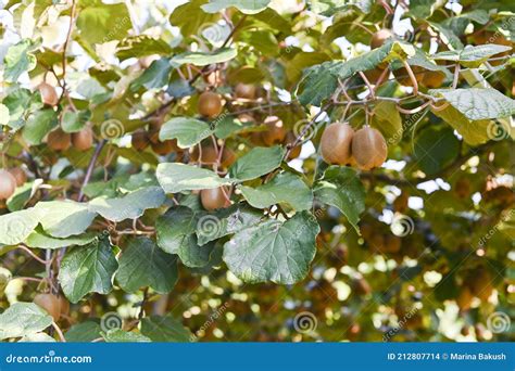 Kiwi On A Kiwi Tree Plantation With With Huge Clusters Of Fruits