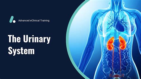 Urinary System Anatomy Physiology Review YouTube