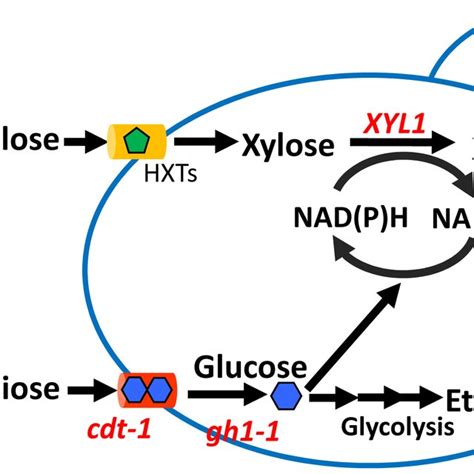 Construction Strategy Of The Recombinant S Cerevisiae Strain To
