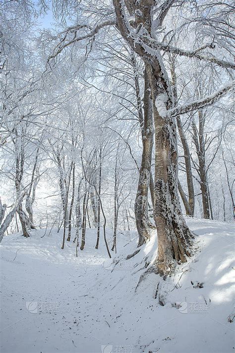 树木被雪覆盖在萨巴杜里森林冬季景观