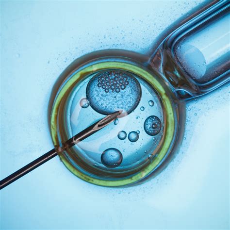 Human Egg Cell Size
