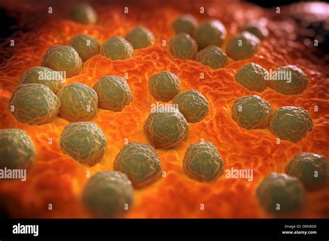 Rubella Virus Particles On Cellular Surface Rubella Disease Commonly
