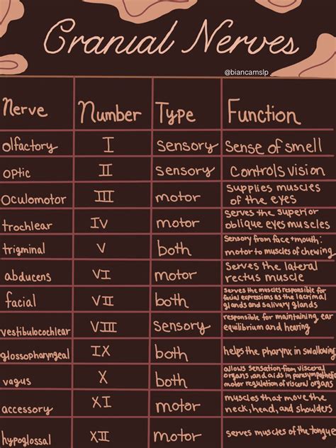 Cranial Nerves Chart