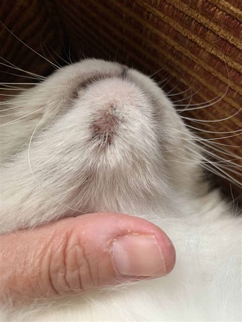 What Causes Black Spots On Cat S Lips