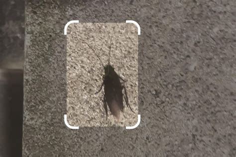 Roach Or Waterbug R Roaches