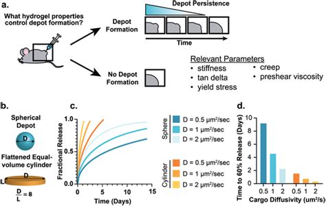 Schematic Of Injectable Hydrogel Depot Formation And Persistence A
