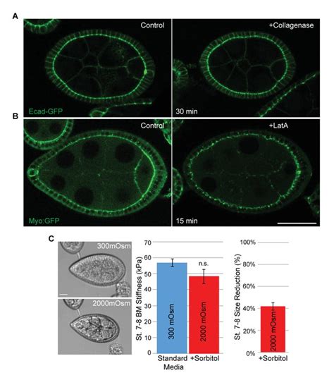 Figures And Data In Organ Sculpting By Patterned Extracellular Matrix