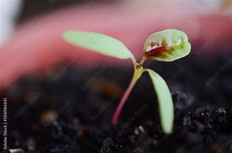 Little Amaranth Seedling Pink Spinach Gardening Seedling Growing
