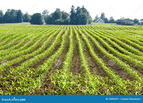 Organic Corn Plants Stock Image Image Of Landscape Countryside 14892471