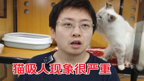 两只找家的山猫布偶太亲人了猫吸人现象很严重 YouTube