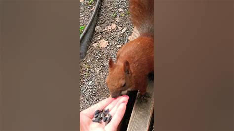 Булечка красотулечка 🐿️🥰 Squirrel белка милота Squirrellove
