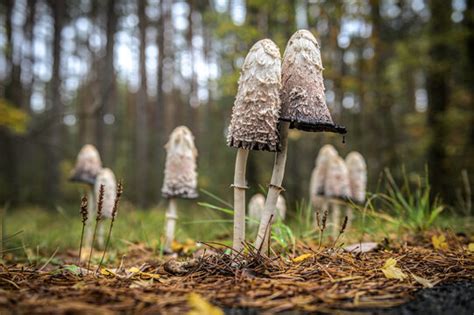 รูปภาพtpilze เลือกดูภาพถ่ายสต็อก เวกเตอร์ และวิดีโอ674 Adobe Stock