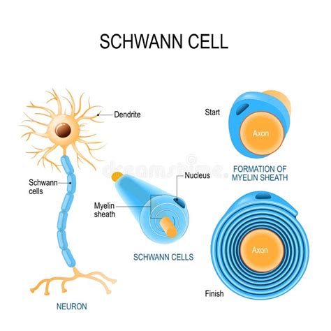 Schwann Cells Structure Of Neurolemmocytes Stock Vector Illustration