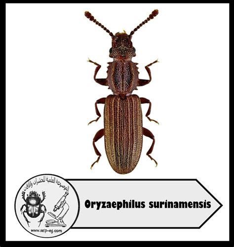 خنفساء سورينام خنفساء الدقيق المنشارية Oryzaephilus Surinamensis L