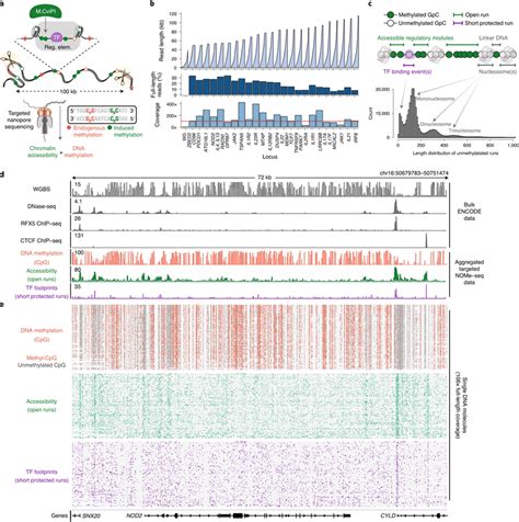 Phasing Chromatin Accessibility And Dna Methylation Across Long Single